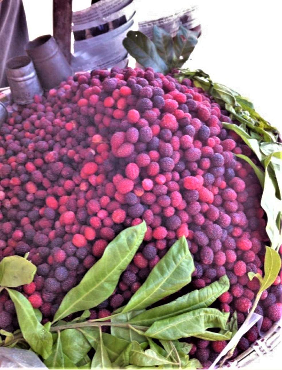 काफल का पेड़ - Uttarapedia – The Knowledge Hub of Uttarakhand and beyond