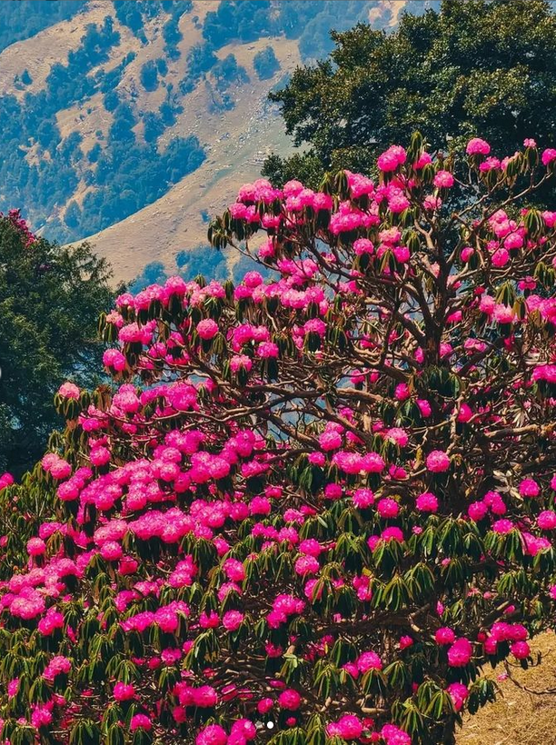 Magic of spring season in Uttarakhand - Uttarapedia – The Knowledge Hub ...